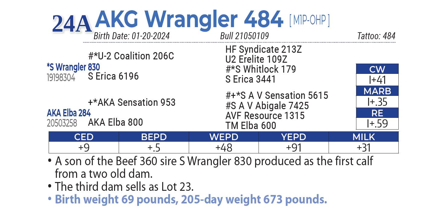 Lot 24a: AK Genetics - Complete Angus Cow Herd Dispersal | DVAuction