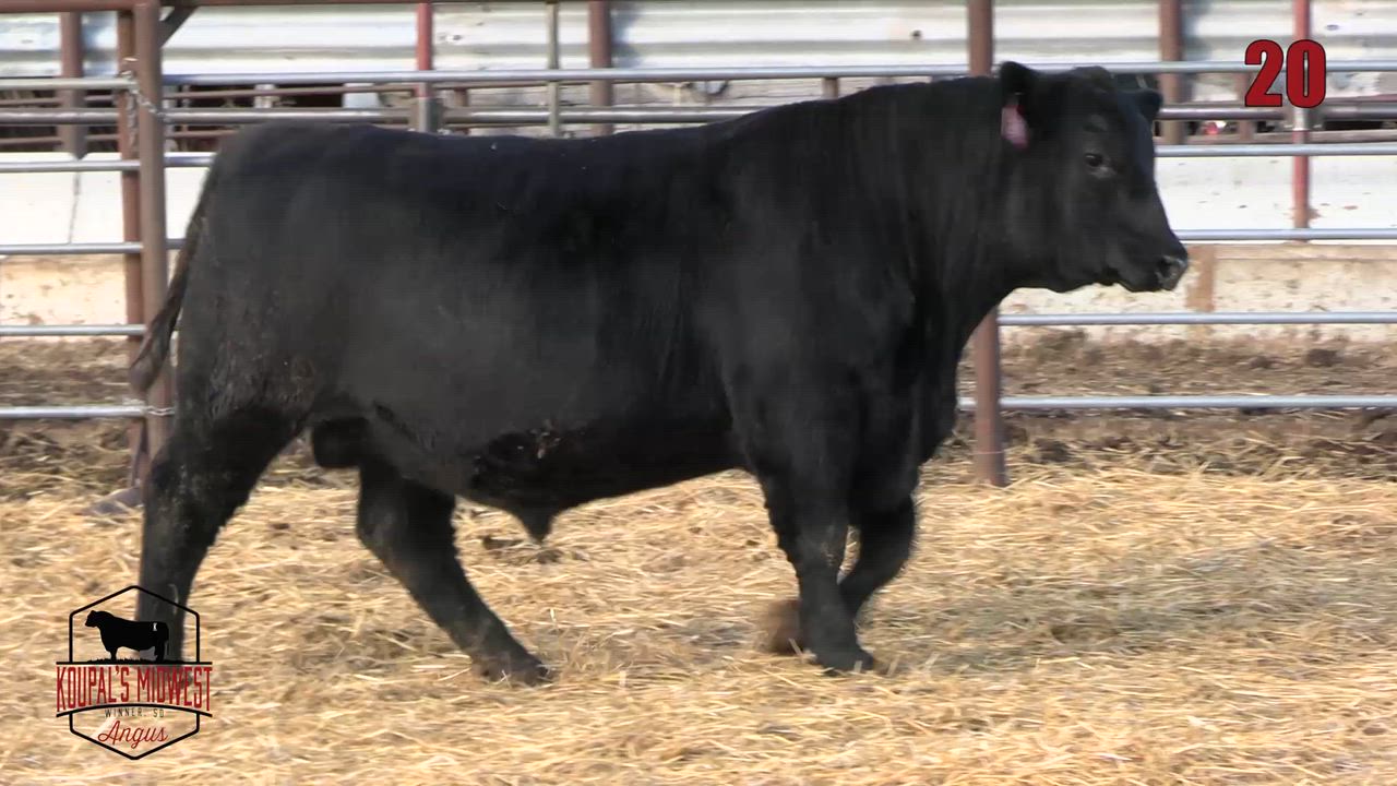 Lot 20: Koupals Midwest Angus - 2nd Annual Bull Sale | DVAuction