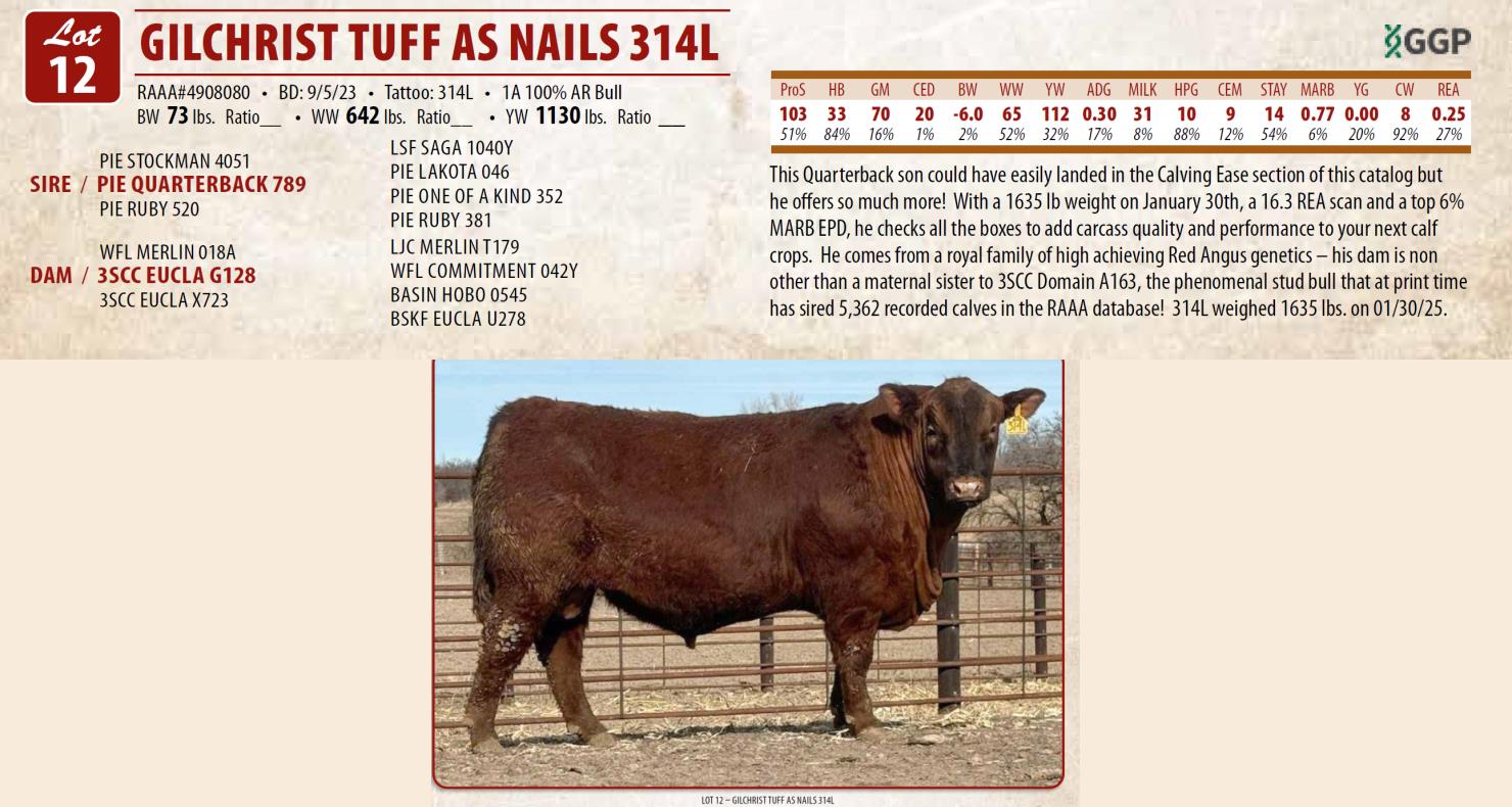 Lot 12: Gilchrist Auction Co. - The Red Reckoning - 50 Red Angus Bulls ...