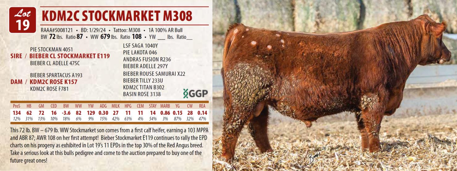 Lot 19: Gilchrist Auction Co. - The Red Reckoning - 50 Red Angus Bulls ...