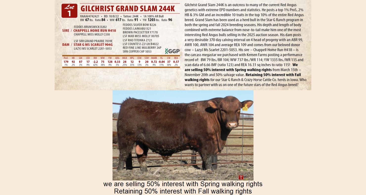 Lot 1: Gilchrist Auction Co. - The Red Reckoning - 50 Red Angus Bulls ...