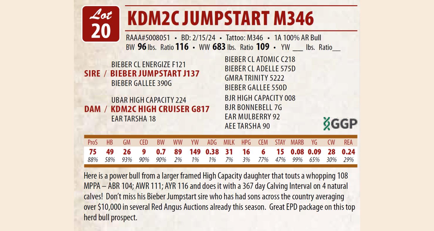 Lot 20: Gilchrist Auction Co. - The Red Reckoning - 50 Red Angus Bulls ...