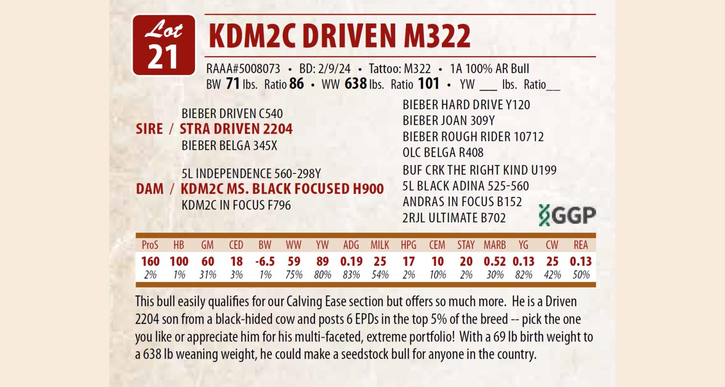 Lot 21: Gilchrist Auction Co. - The Red Reckoning - 50 Red Angus Bulls ...