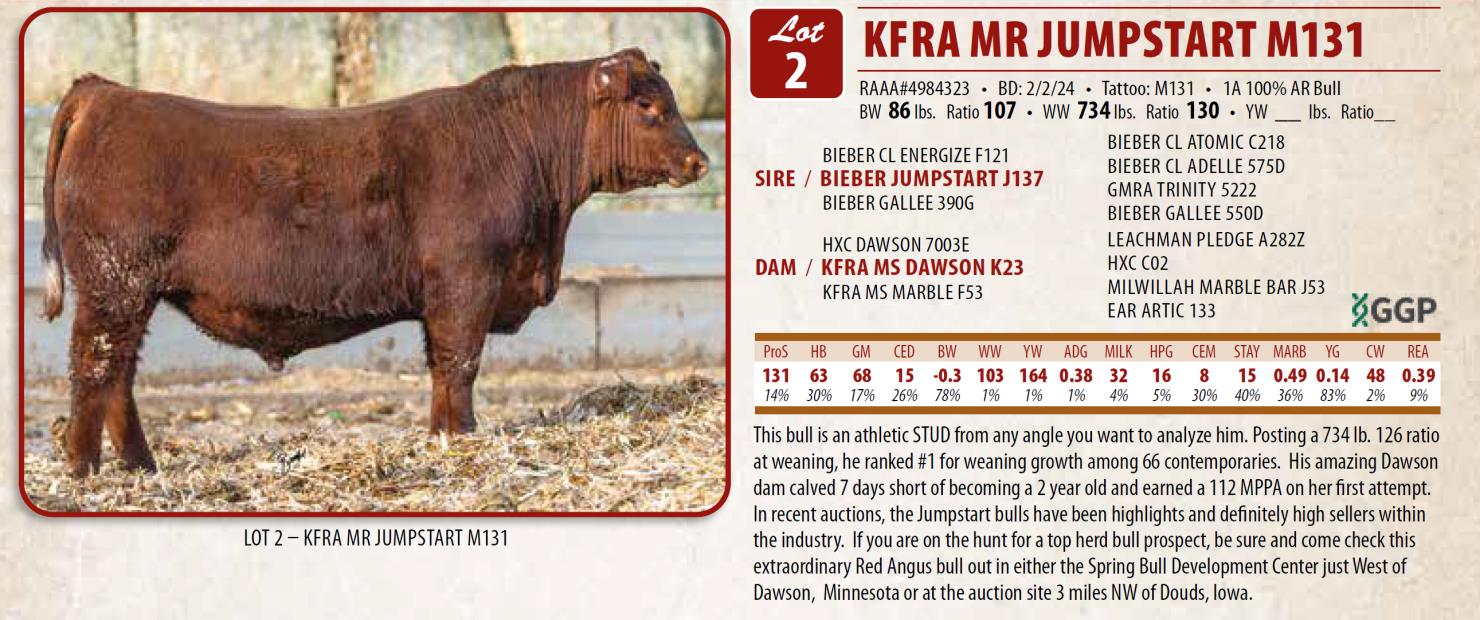 Lot 2: Gilchrist Auction Co. - The Red Reckoning - 50 Red Angus Bulls ...