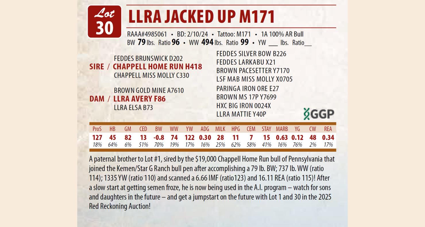 Lot 30: Gilchrist Auction Co. - The Red Reckoning - 50 Red Angus Bulls ...