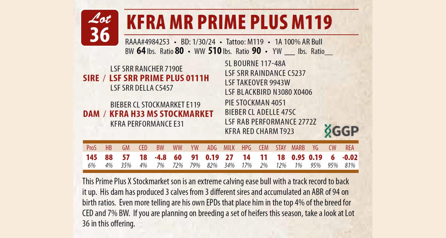 Lot 36: Gilchrist Auction Co. - The Red Reckoning - 50 Red Angus Bulls ...