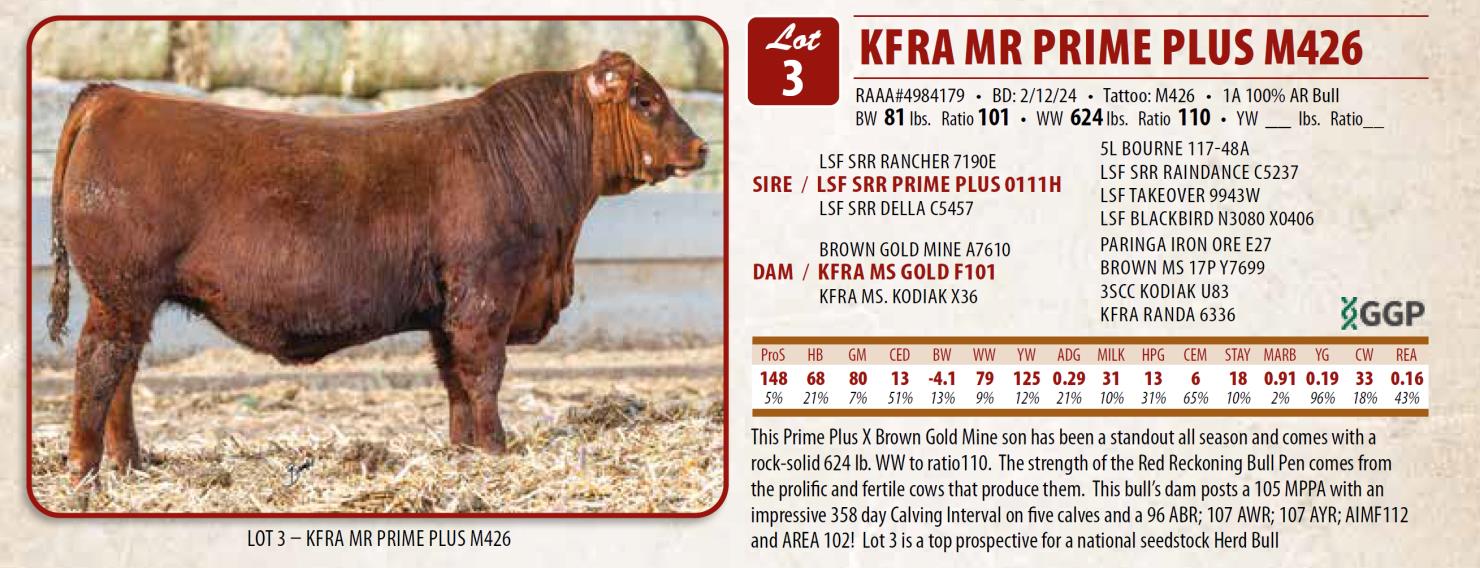 Lot 3: Gilchrist Auction Co. - The Red Reckoning - 50 Red Angus Bulls ...