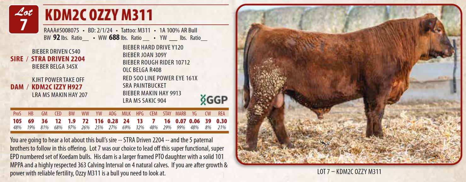 Lot 7: Gilchrist Auction Co. - The Red Reckoning - 50 Red Angus Bulls ...