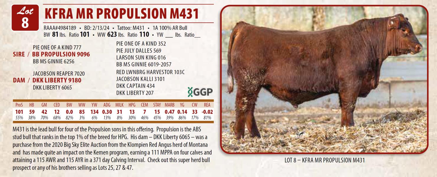 Lot 8: Gilchrist Auction Co. - The Red Reckoning - 50 Red Angus Bulls ...