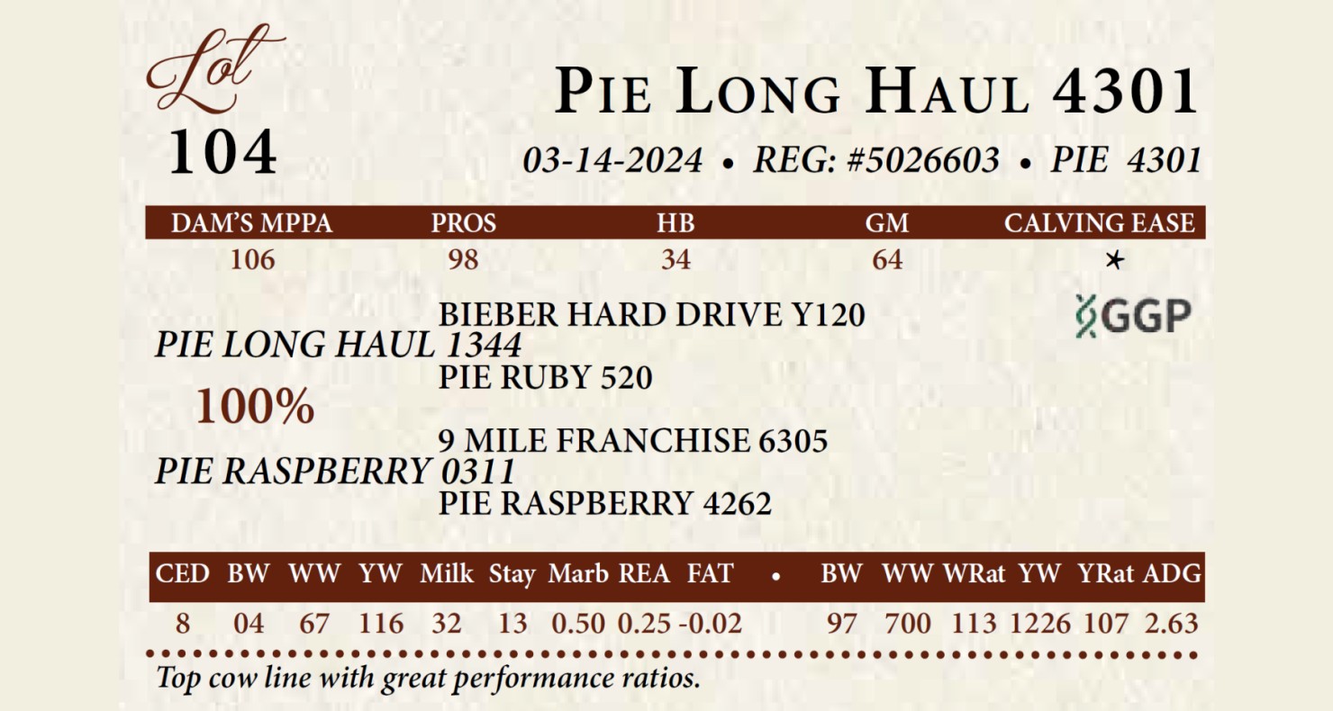 Lot 104: Pieper Red Angus - Annual Fall Red Angus Sale | DVAuction