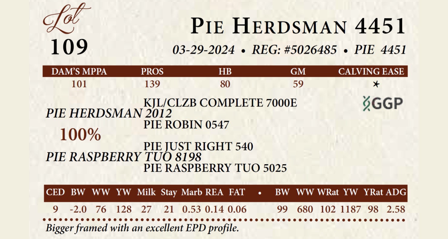 Lot 109: Pieper Red Angus - Annual Fall Red Angus Sale | DVAuction