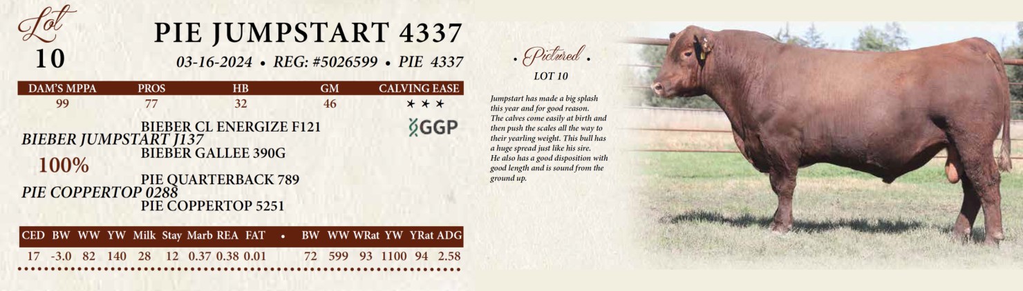 Lot 10: Pieper Red Angus - Annual Fall Red Angus Sale | DVAuction