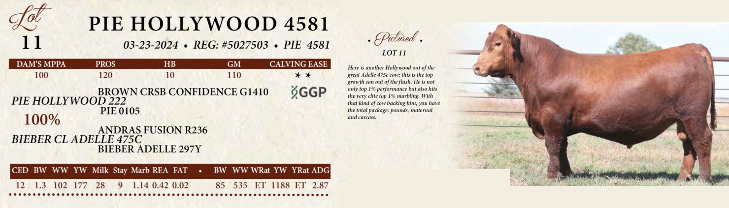Lot 11: Pieper Red Angus - Annual Fall Red Angus Sale | DVAuction