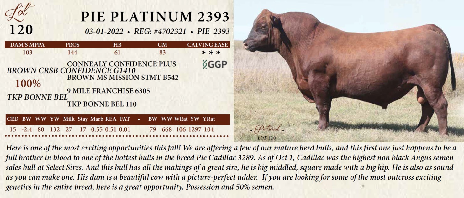 Lot 120: Pieper Red Angus - Annual Fall Red Angus Sale | DVAuction