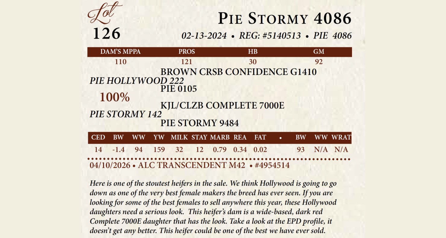 Lot 126: Pieper Red Angus - Annual Fall Red Angus Sale | DVAuction