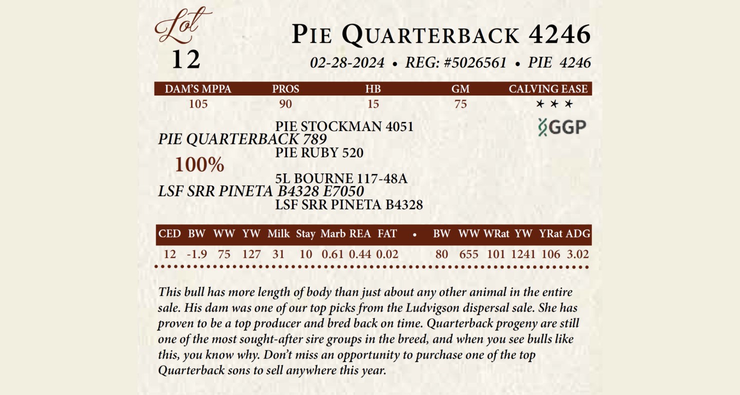 Lot 12: Pieper Red Angus - Annual Fall Red Angus Sale | DVAuction