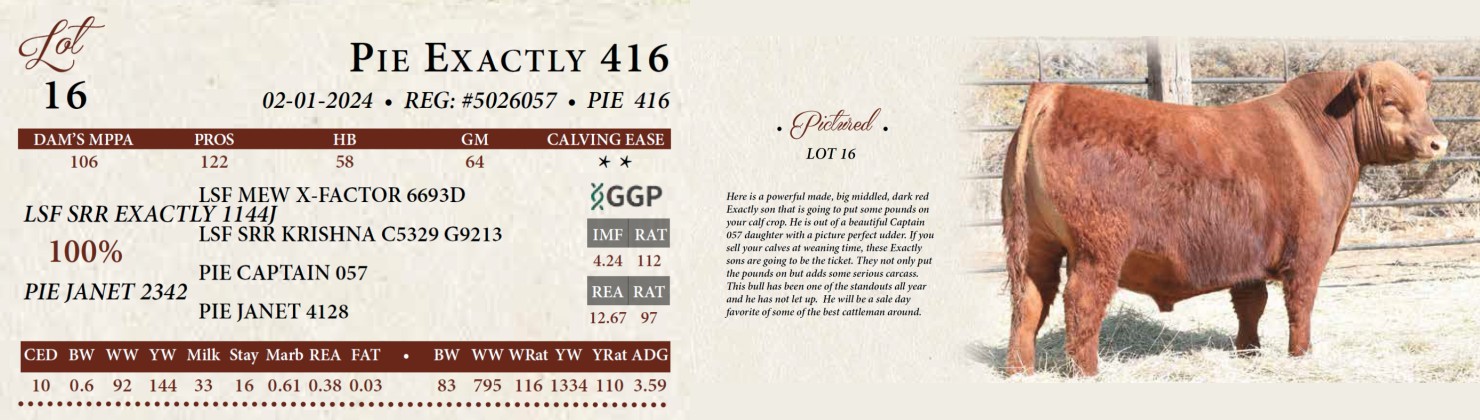 Lot 16: Pieper Red Angus Spring Bull Sale | DVAuction