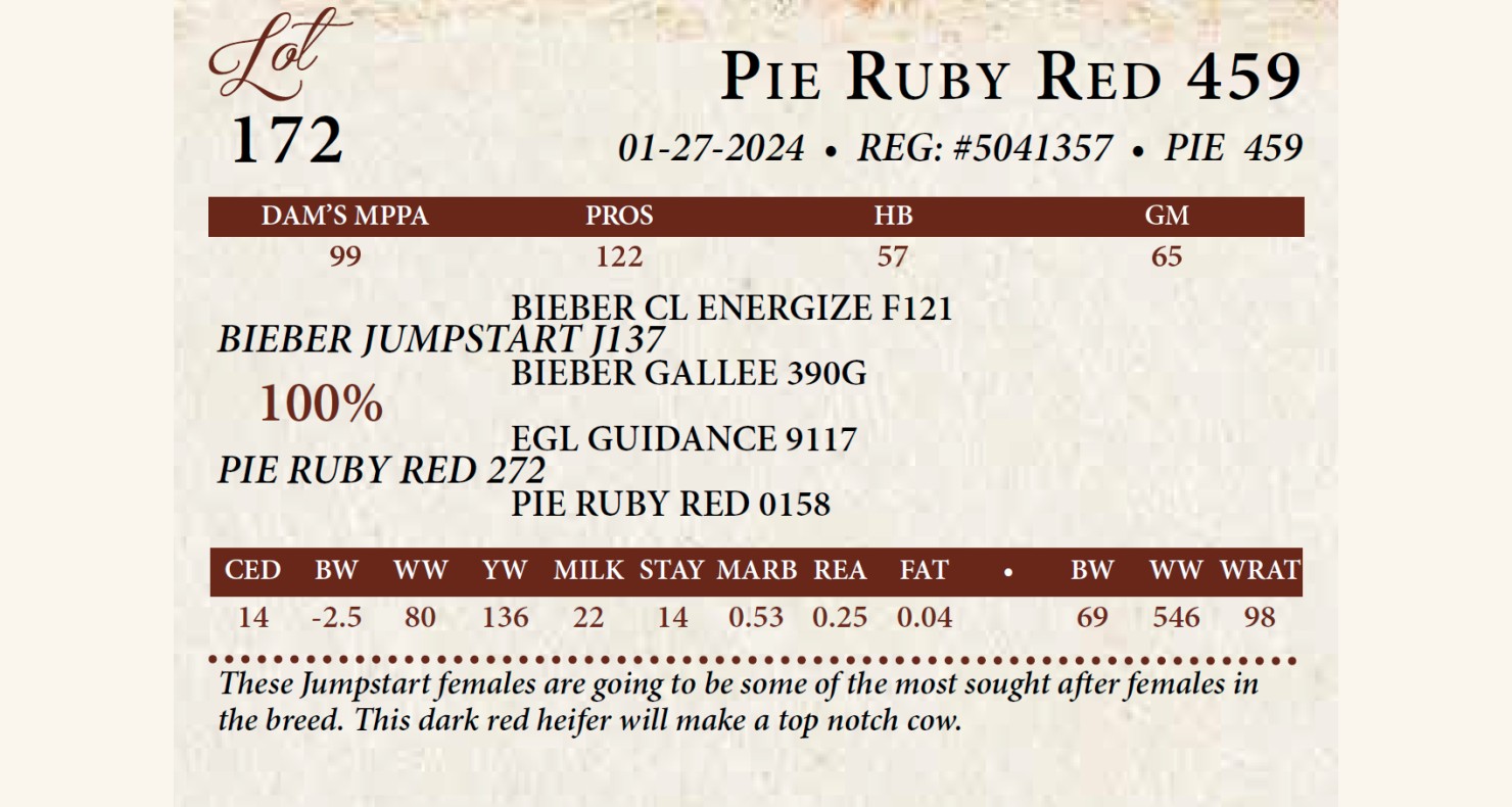 Lot 172: Pieper Red Angus Spring Bull Sale | DVAuction