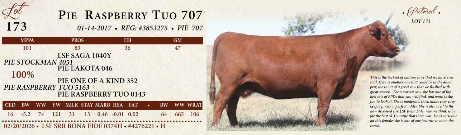 Lot 173: Pieper Red Angus - Annual Fall Red Angus Sale | DVAuction