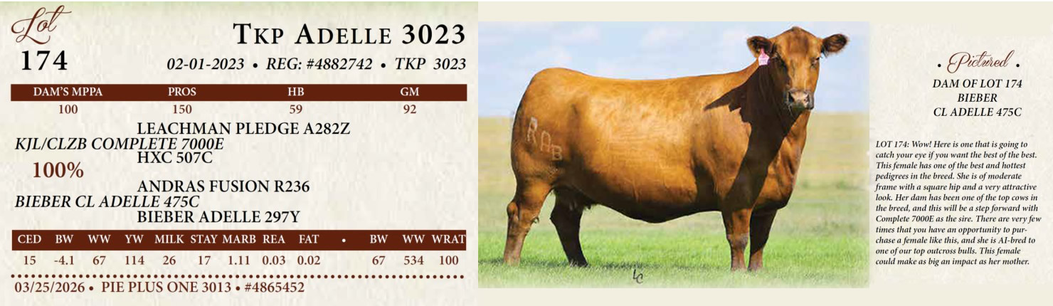 Lot 174: Pieper Red Angus - Annual Fall Red Angus Sale | DVAuction