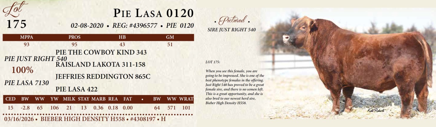Lot 175: Pieper Red Angus - Annual Fall Red Angus Sale | DVAuction
