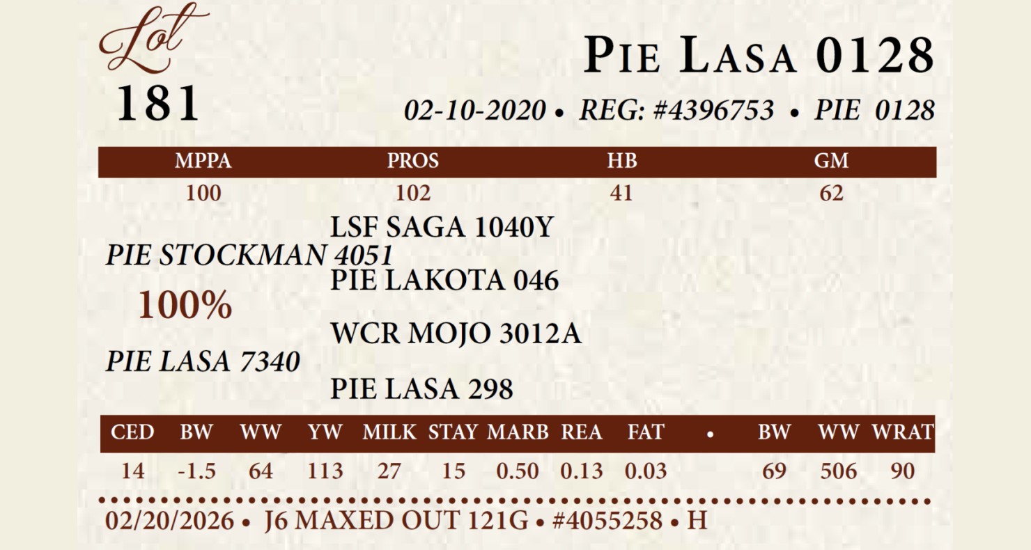 Lot 181: Pieper Red Angus - Annual Fall Red Angus Sale | DVAuction