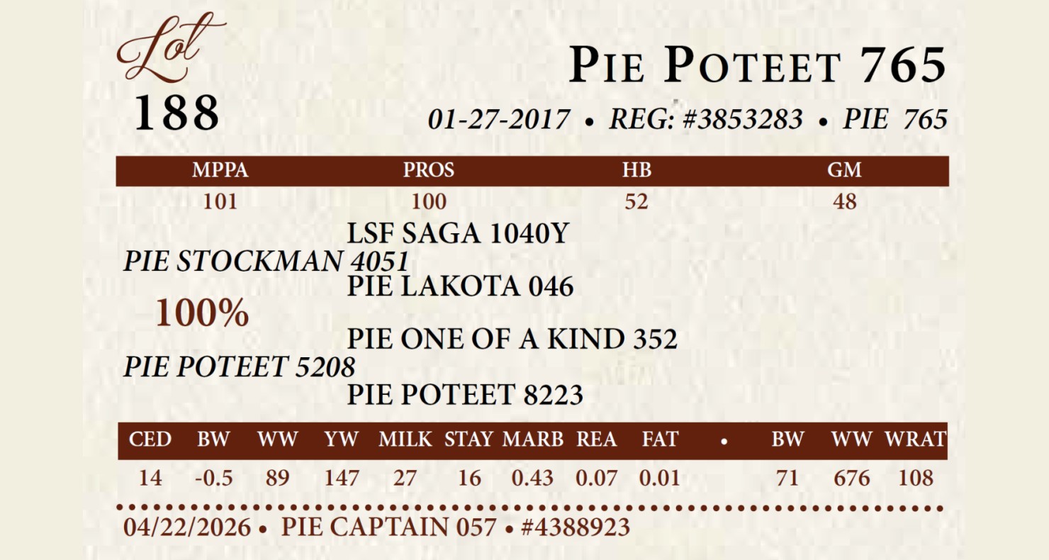 Lot 188: Pieper Red Angus - Annual Fall Red Angus Sale | DVAuction