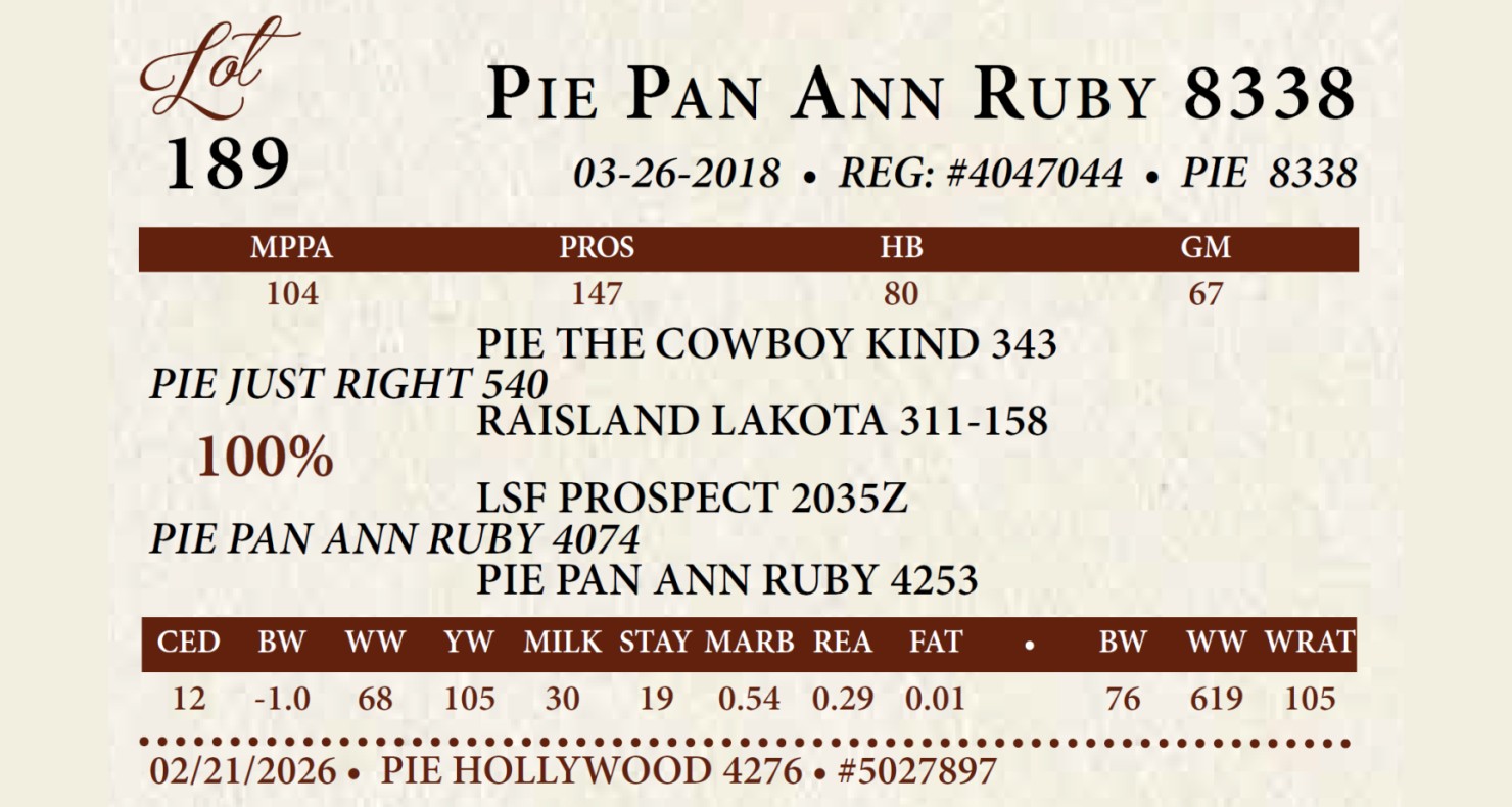 Lot 189: Pieper Red Angus - Annual Fall Red Angus Sale | DVAuction