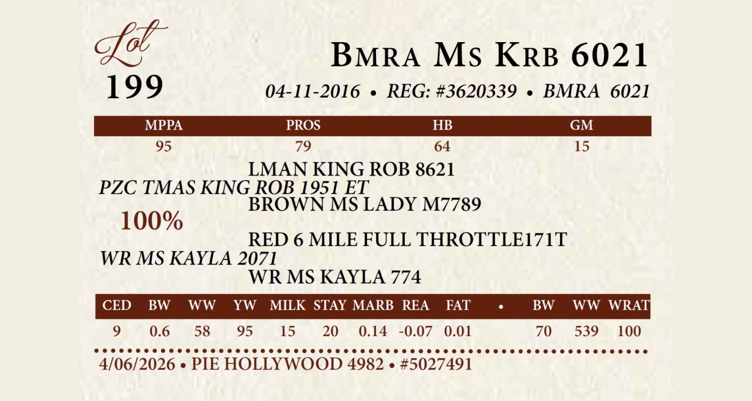 Lot 199: Pieper Red Angus - Annual Fall Red Angus Sale | DVAuction