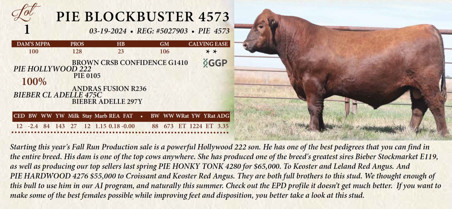 Lot 1: Pieper Red Angus - Annual Fall Red Angus Sale | DVAuction