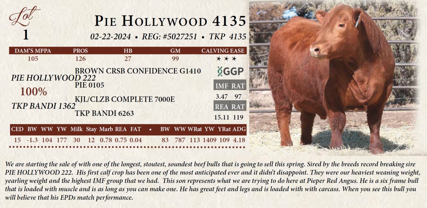 Lot 1: Pieper Red Angus Spring Bull Sale | DVAuction