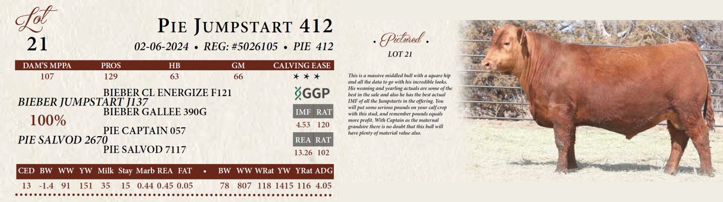 Lot 21: Pieper Red Angus Spring Bull Sale | DVAuction