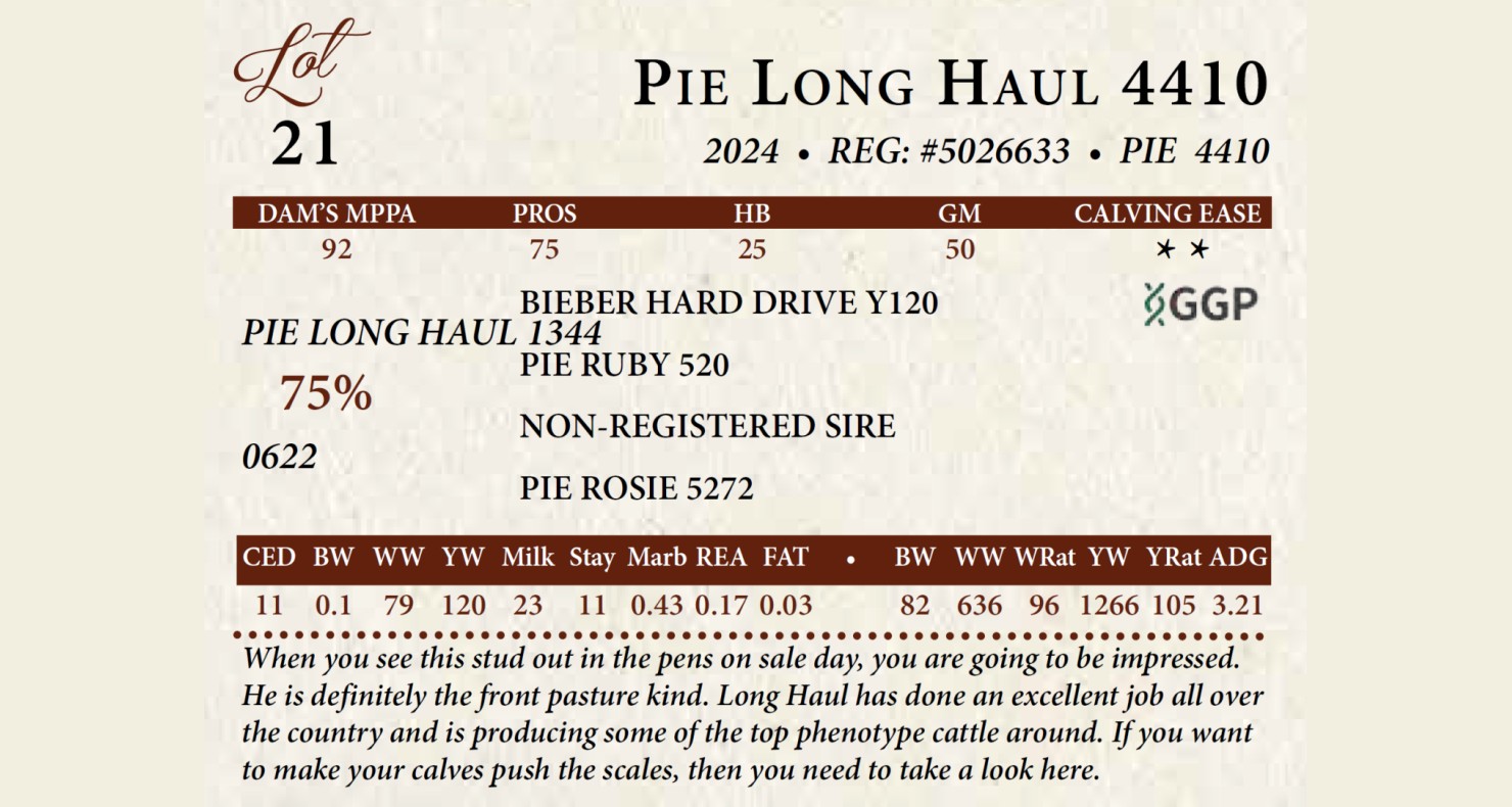 Lot 21: Pieper Red Angus - Annual Fall Red Angus Sale | DVAuction