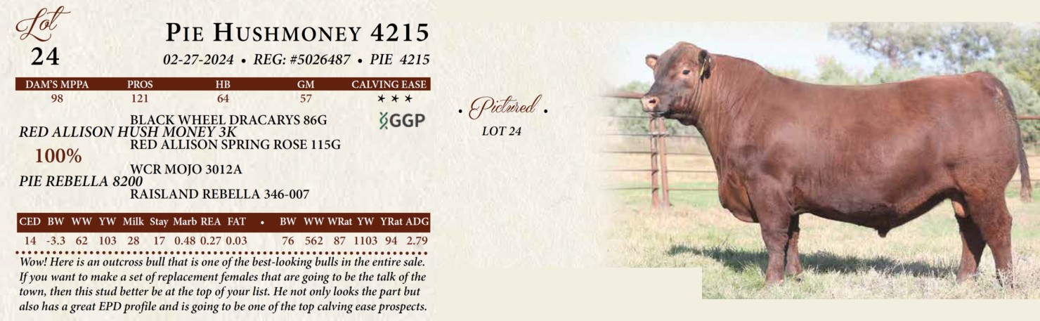 Lot 24: Pieper Red Angus - Annual Fall Red Angus Sale | DVAuction