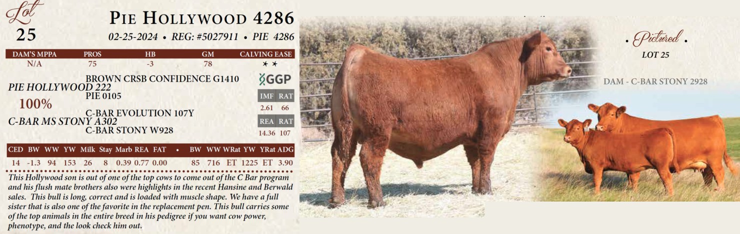 Lot 25: Pieper Red Angus Spring Bull Sale | DVAuction