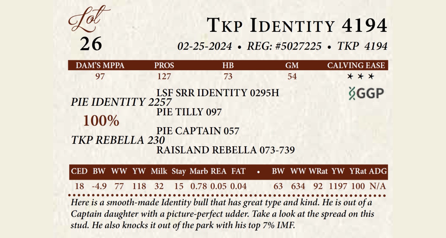 Lot 26: Pieper Red Angus - Annual Fall Red Angus Sale | DVAuction