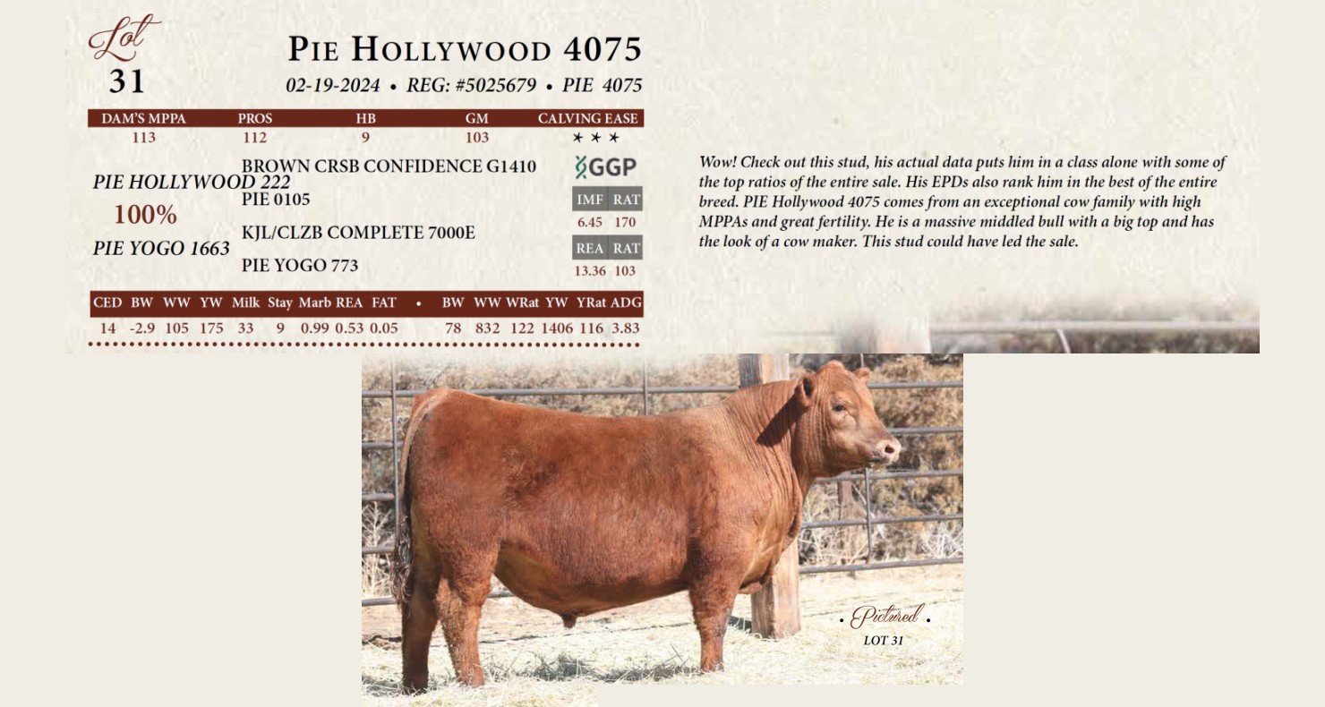 Lot 31: Pieper Red Angus Spring Bull Sale | DVAuction