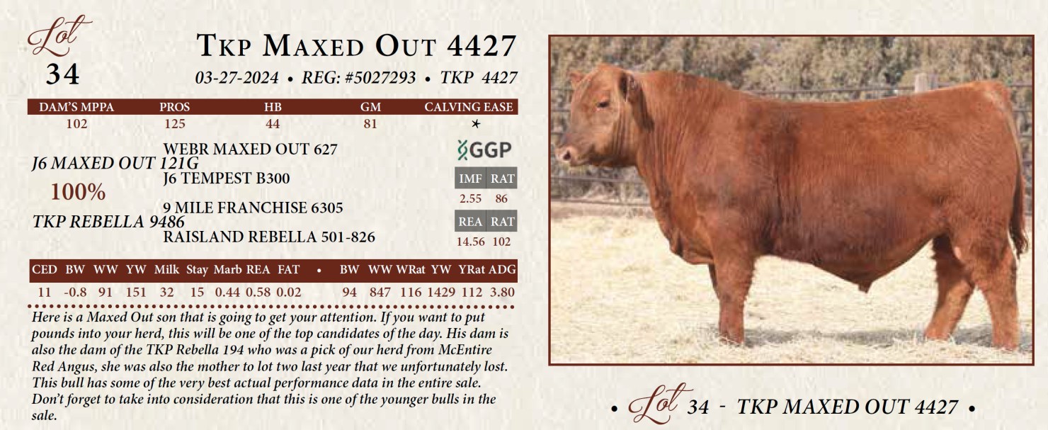 Lot 34: Pieper Red Angus Spring Bull Sale | DVAuction
