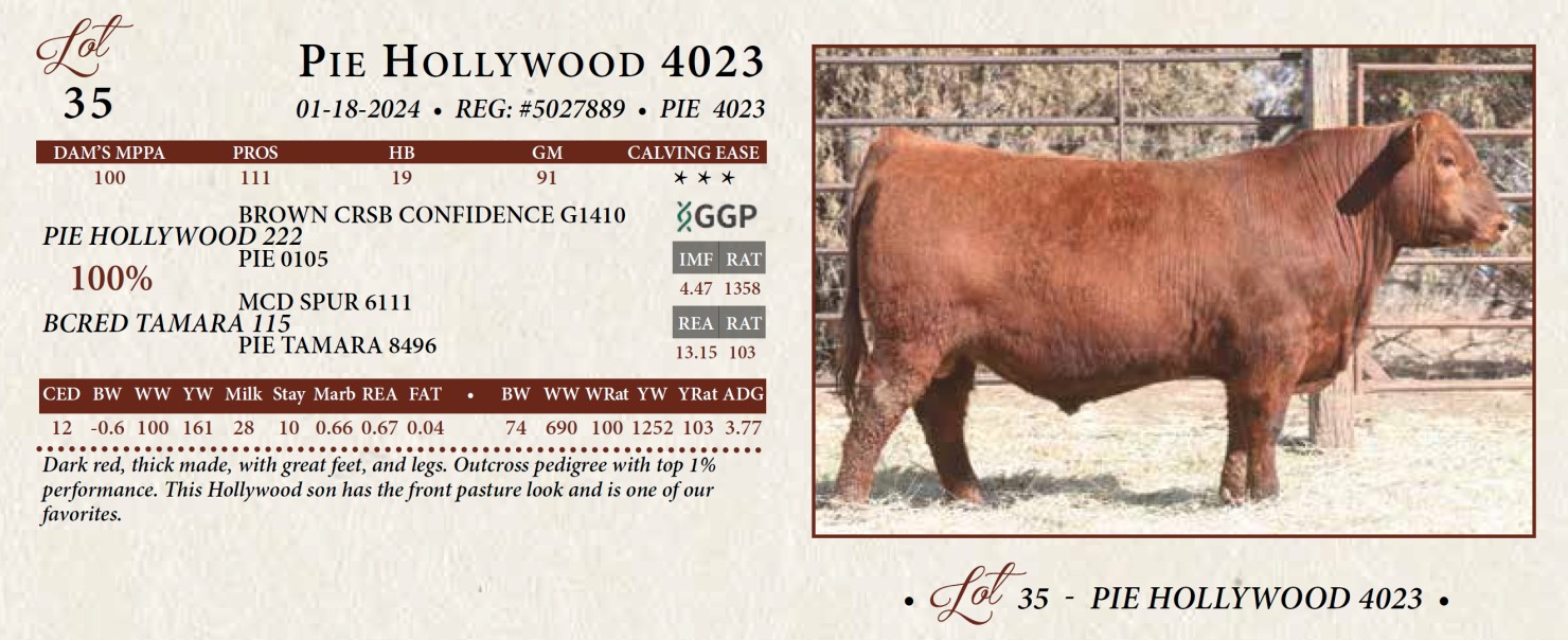 Lot 35: Pieper Red Angus Spring Bull Sale | DVAuction