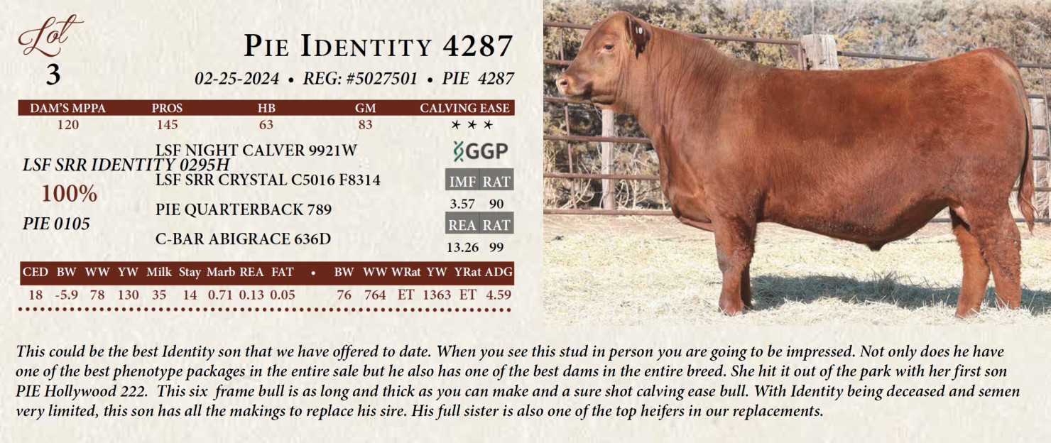 Lot 3: Pieper Red Angus Spring Bull Sale | DVAuction