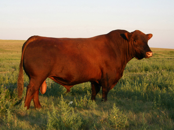 Pieper Red Angus | Lot 45 - LCB HOSS A44N (10), PERKS ADVANCE 121R