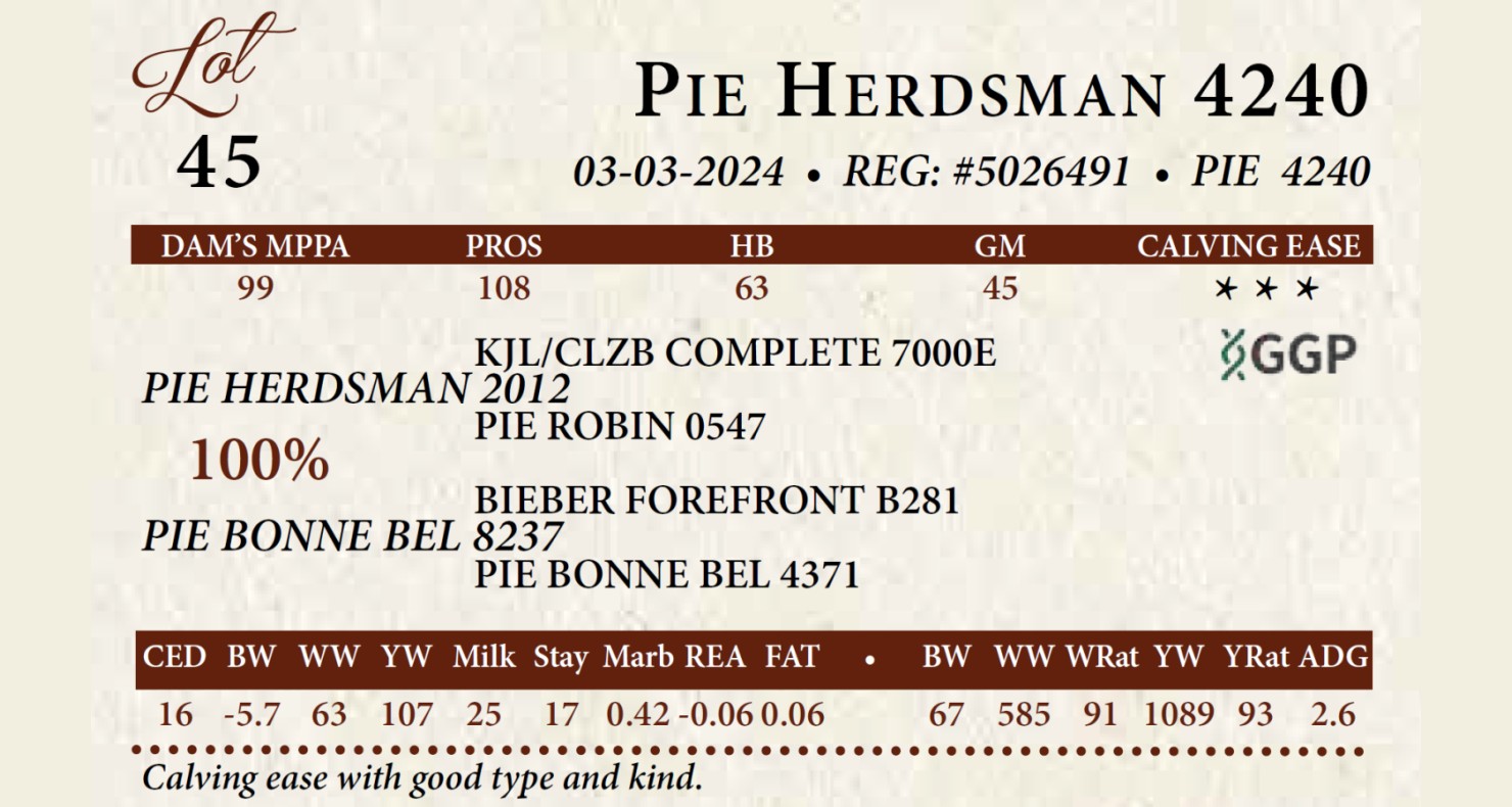 Lot 45: Pieper Red Angus - Annual Fall Red Angus Sale | DVAuction