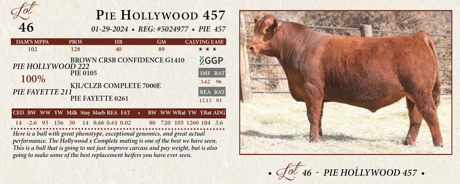 Lot 46: Pieper Red Angus Spring Bull Sale | DVAuction