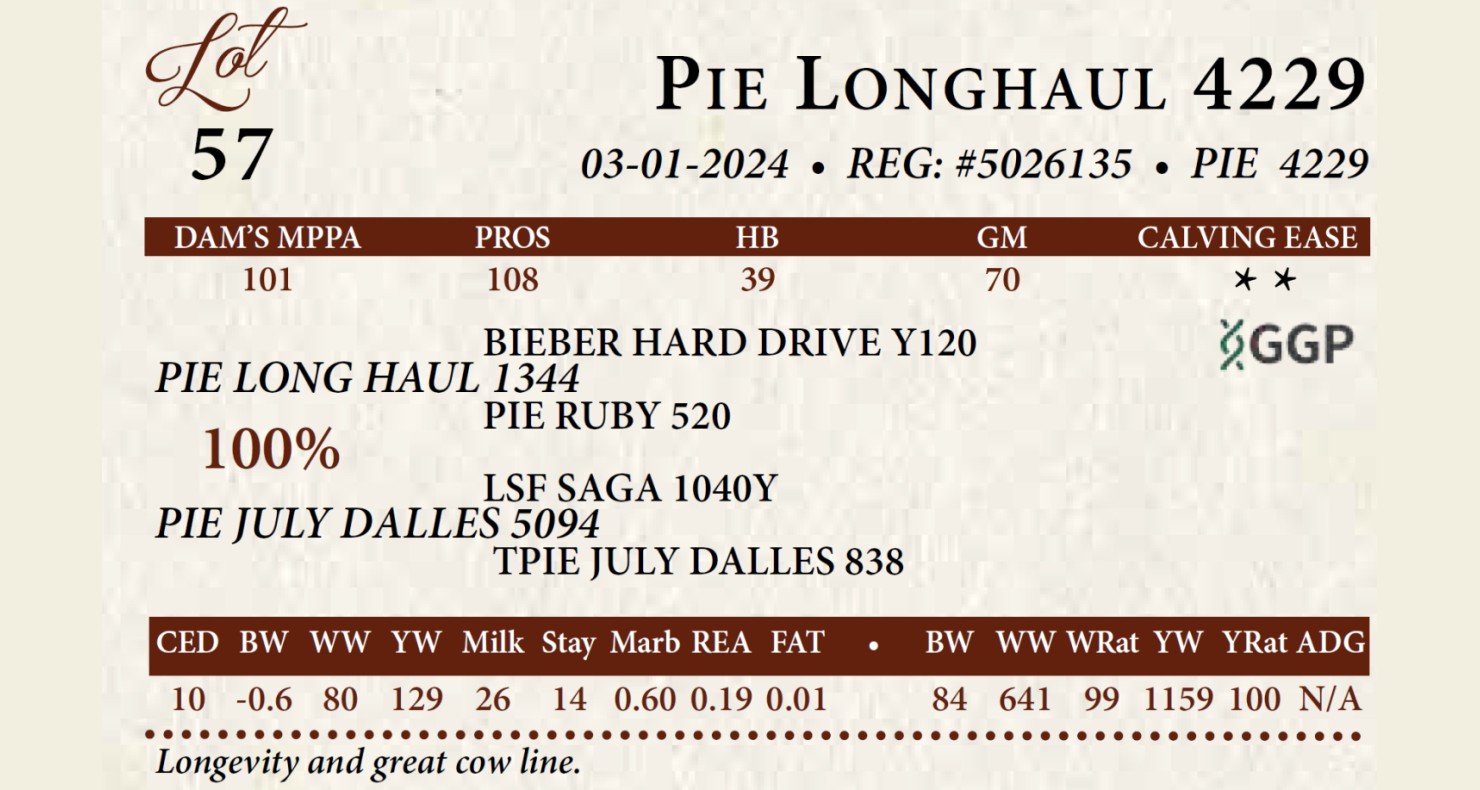 Lot 57: Pieper Red Angus - Annual Fall Red Angus Sale | DVAuction