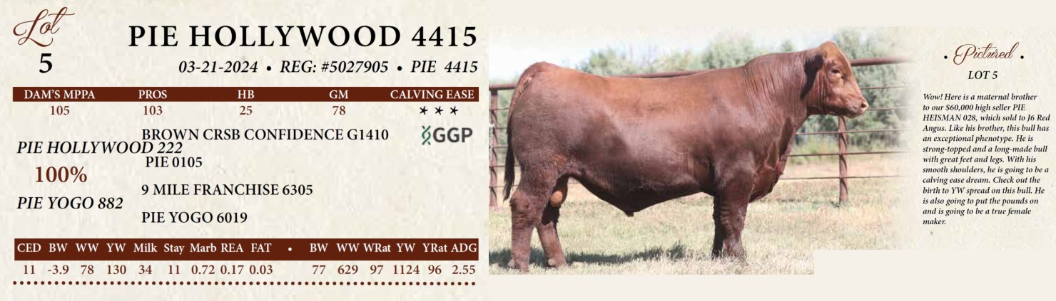 Lot 5: Pieper Red Angus - Annual Fall Red Angus Sale | DVAuction
