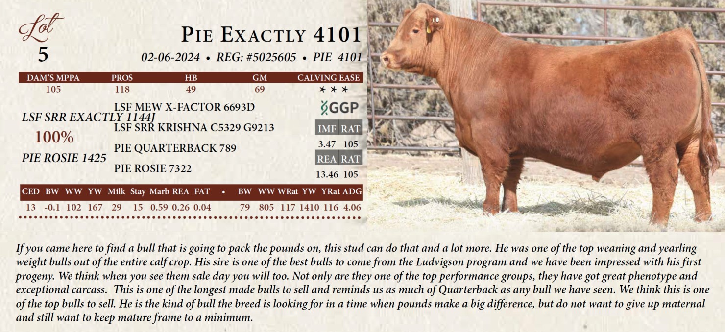 Lot 5: Pieper Red Angus Spring Bull Sale | DVAuction