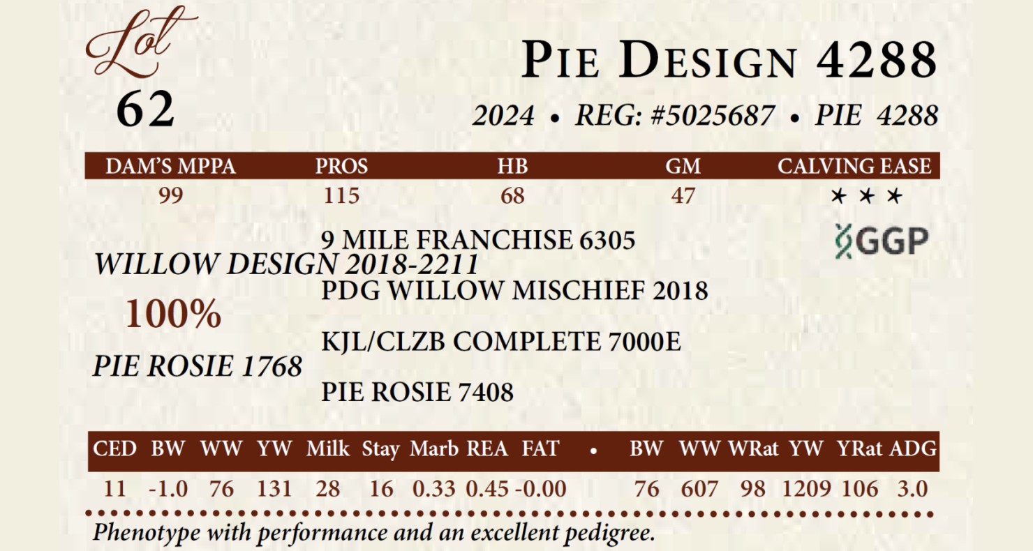 Lot 62: Pieper Red Angus - Annual Fall Red Angus Sale | DVAuction