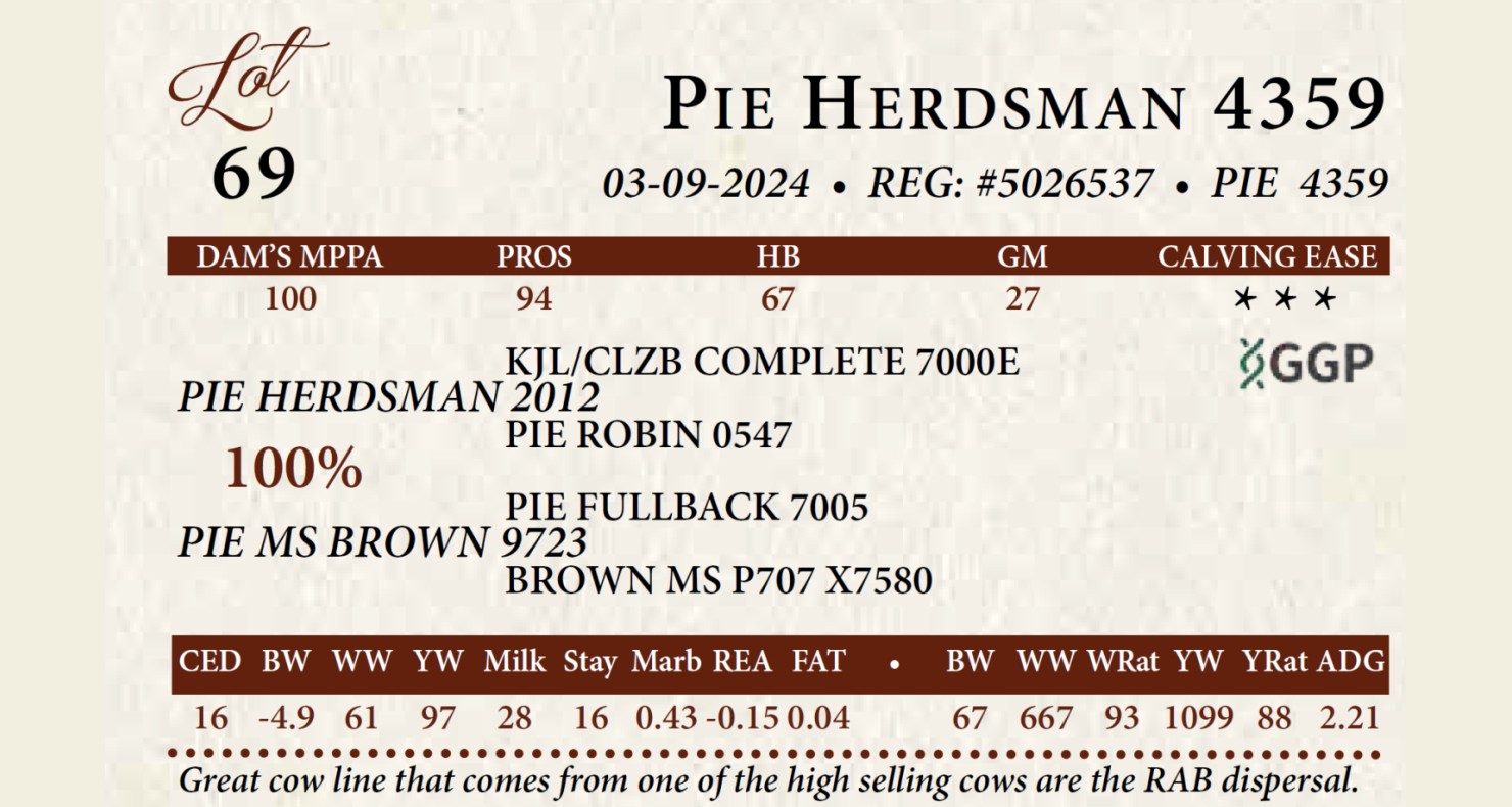 Lot 69: Pieper Red Angus - Annual Fall Red Angus Sale | DVAuction