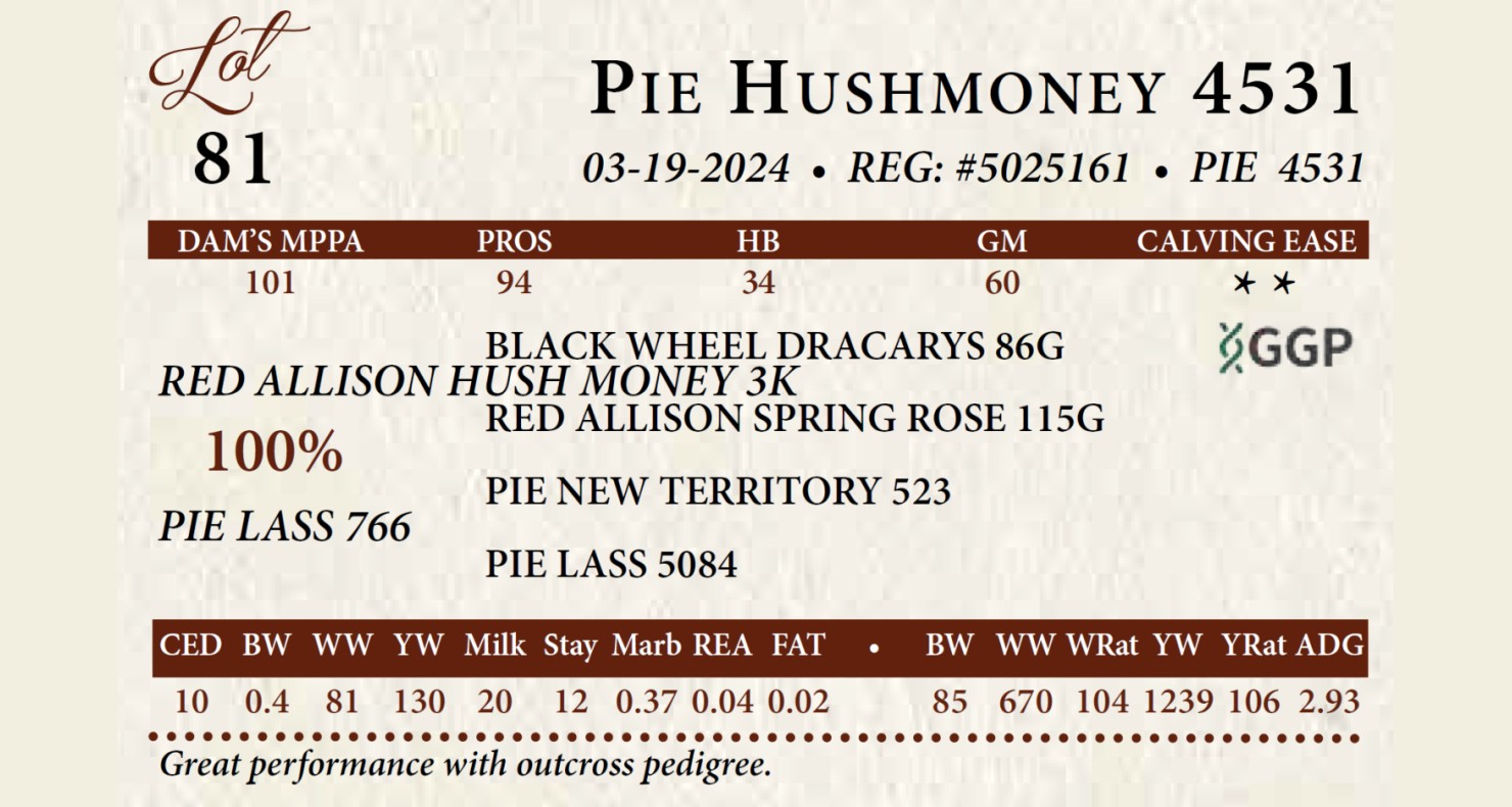 Lot 81: Pieper Red Angus - Annual Fall Red Angus Sale | DVAuction