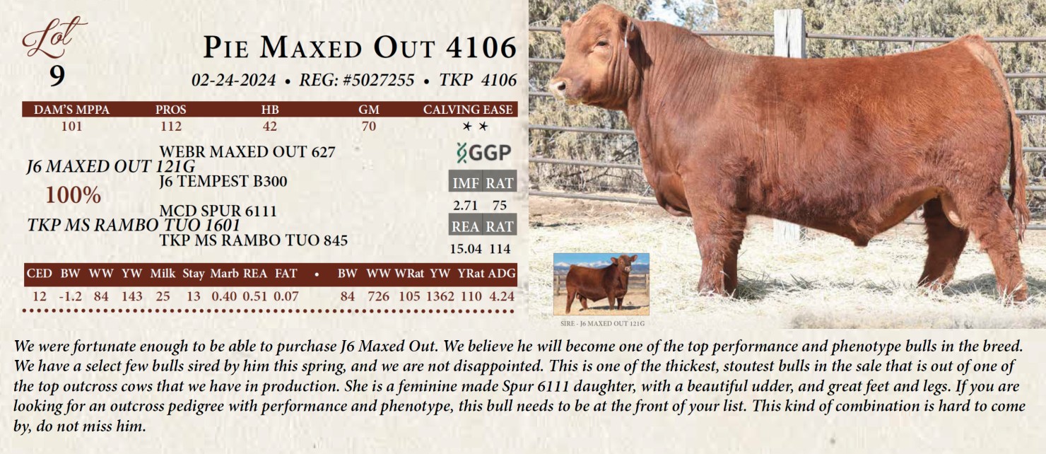 Lot 9: Pieper Red Angus Spring Bull Sale | DVAuction